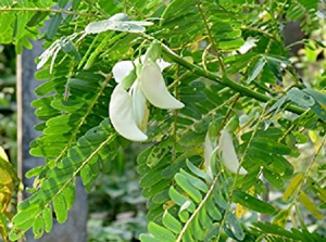 AGATHI KEERAI/ HUMMING BIRD TREE LEAVES - Sync with Nature