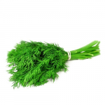 DILL LEAVES/ SOYA LEAVES - Sync with Nature