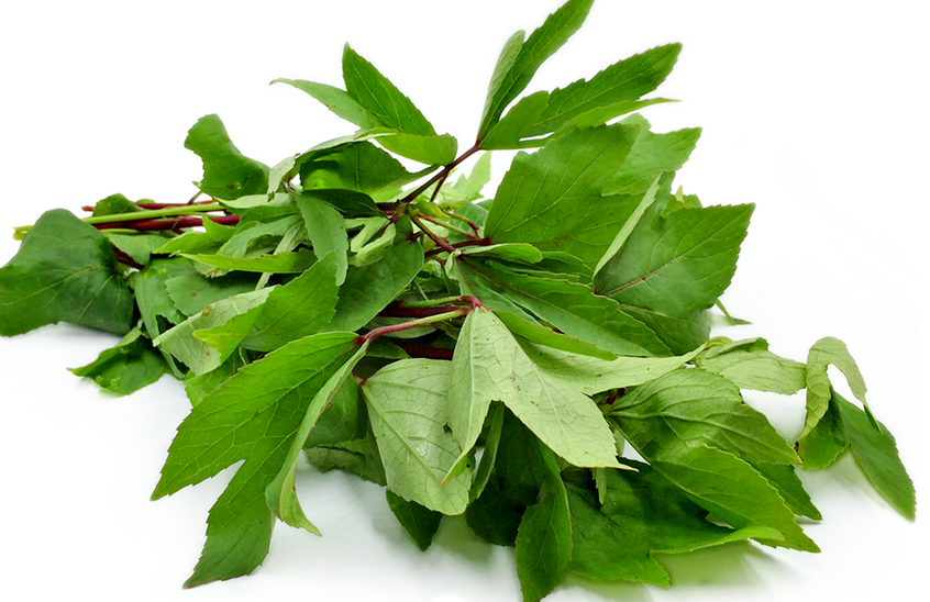 GONGURA SORREL LEAVES Sync With Nature