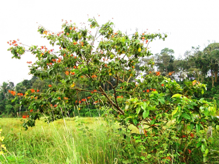 INDIAN CORAL TREE - Sync with Nature