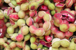 SEEMA CHINTHAKAYA - Sync with Nature