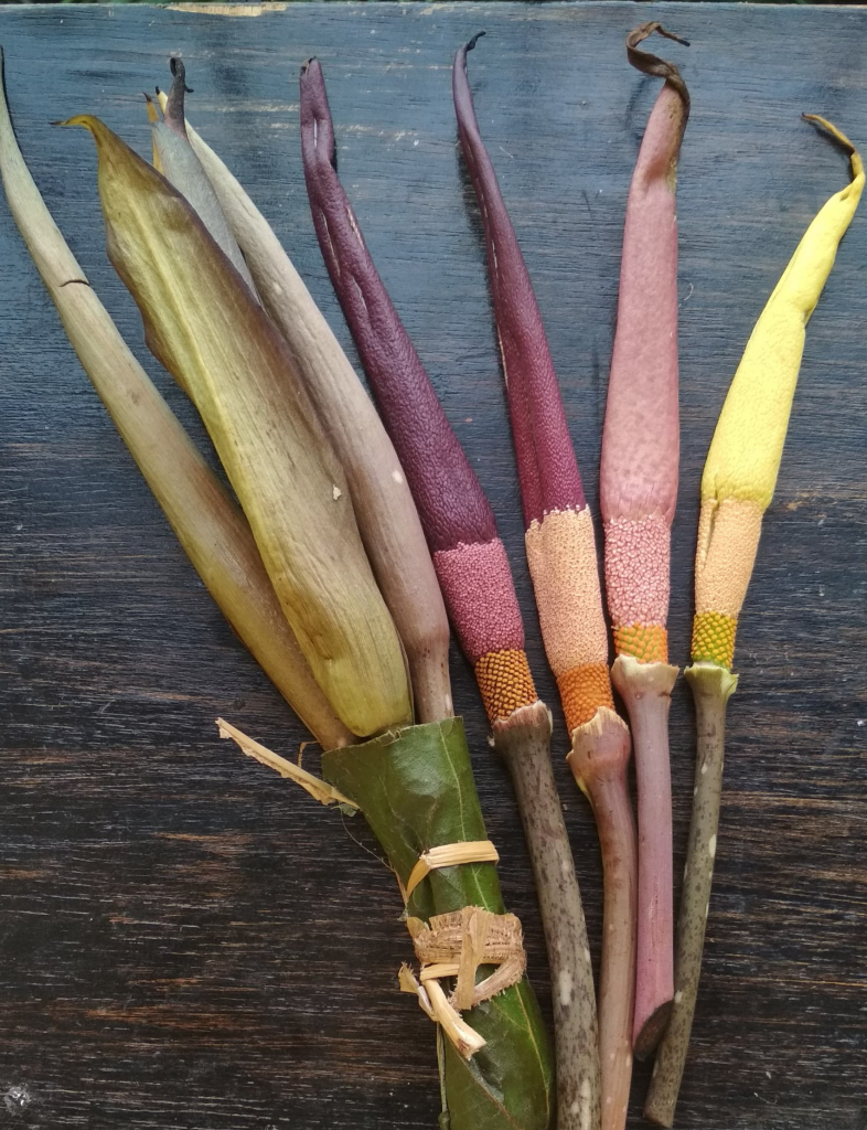 SHEVLA/ DRAGON STALK YAM - Sync with Nature