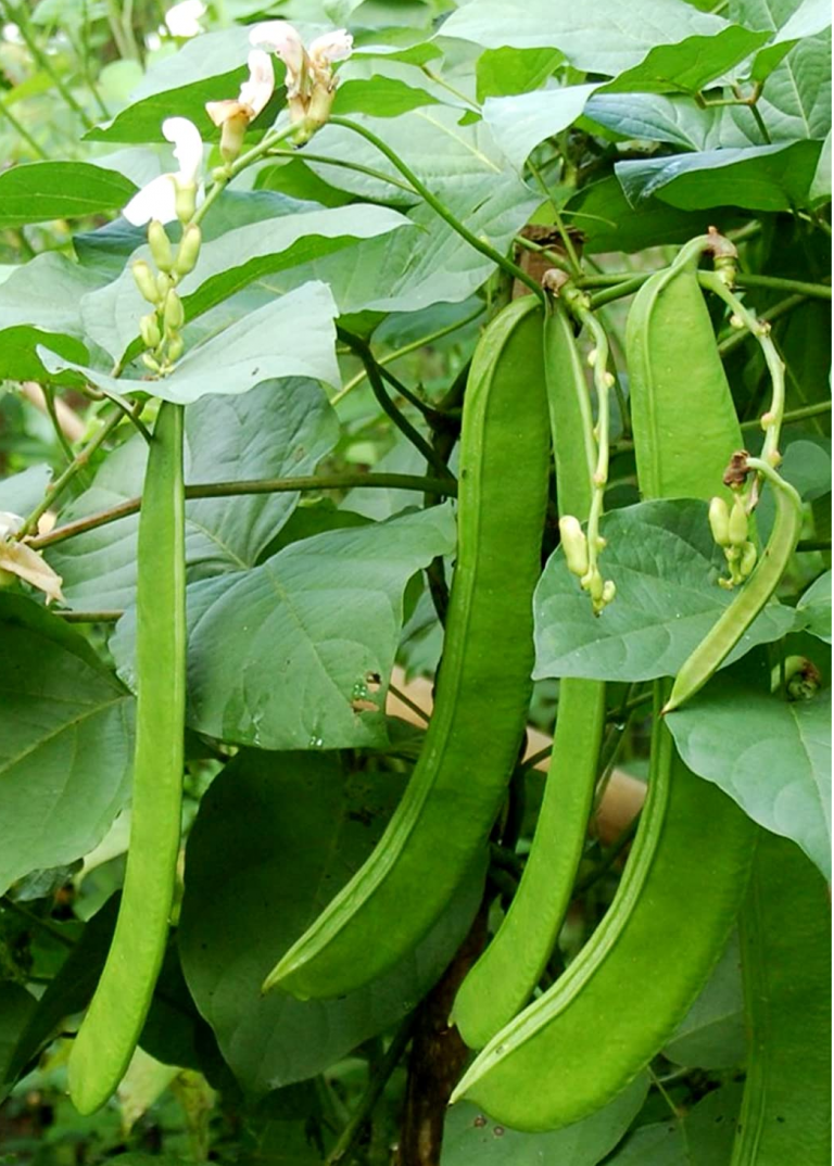 SWORD BEANS/ THAMBAKAYA - Sync with Nature