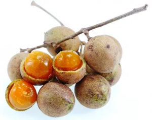 KOSAM/ KUSUM/ CEYLON OAK - Sync with Nature