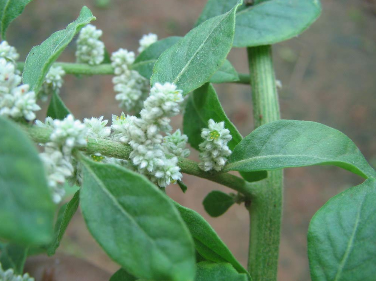 KONDAPINDI KURA / MOUNTAIN KNOTGRASS/ TELAGAPINDI KURA - Sync with Nature