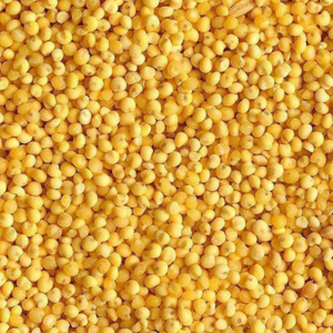 JOWAR - Sync with Nature